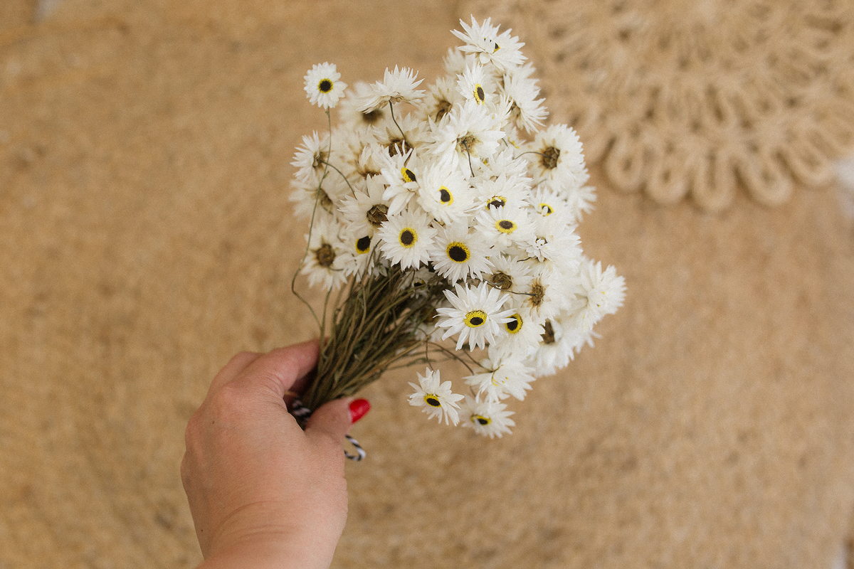 Dried strawflower bunch, Helipterum Pierrot White, RTS – AAJAPhotoProps